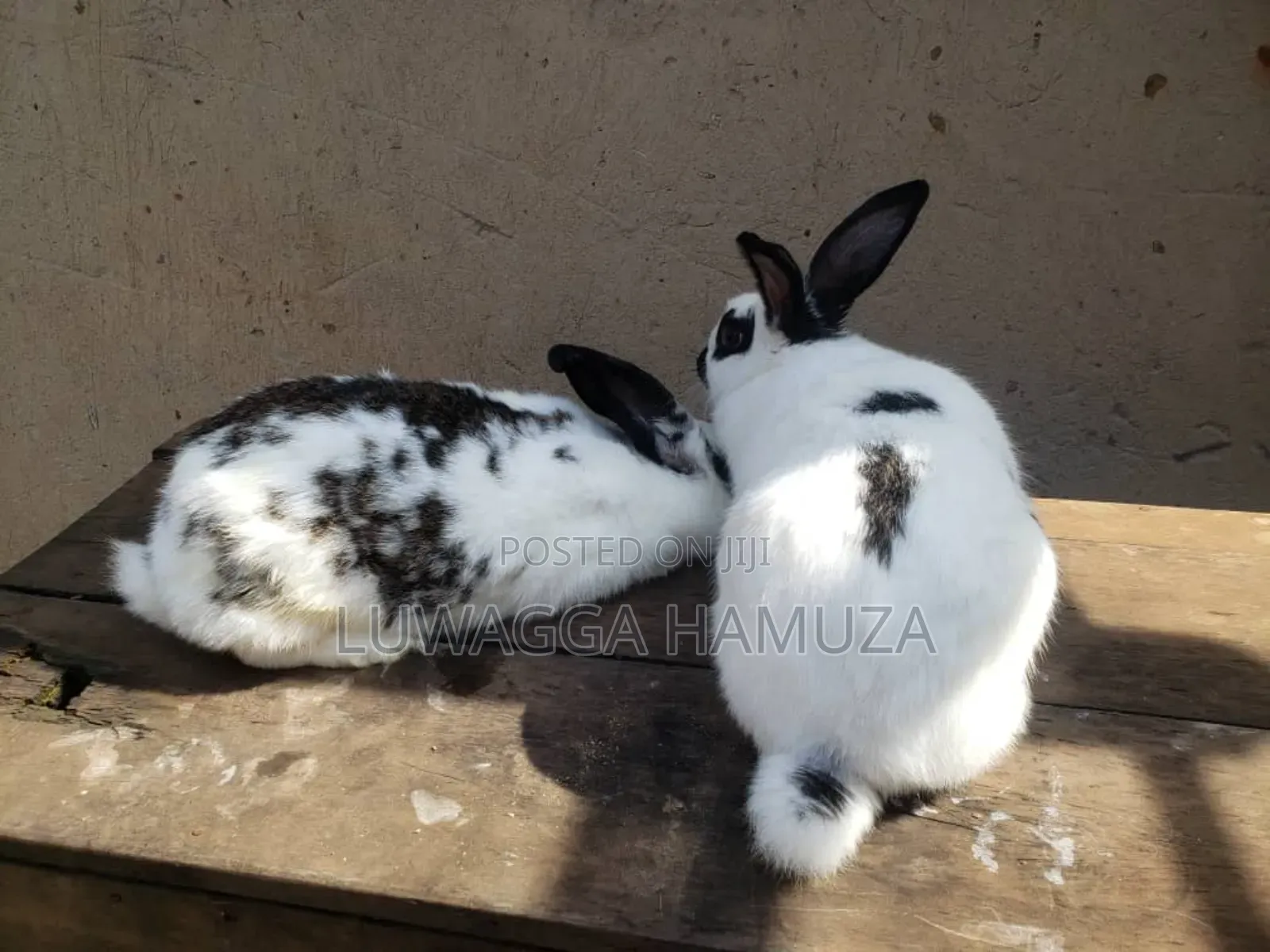 Exotic Rabbits in Kawempe - Farm Animals, Luwagga Hamuza | Jiji.ug