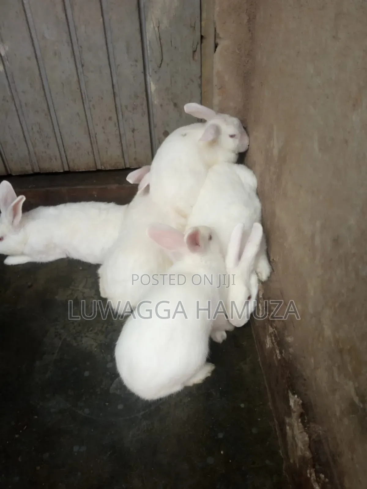 Exotic Rabbits in Kawempe - Farm Animals, Luwagga Hamuza | Jiji.ug