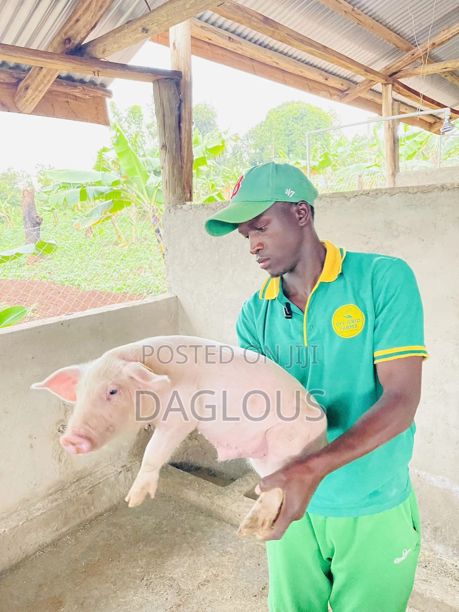 Hybrid Pigs in Kassanda - Farm Animals, Daglous Carlton | Jiji.ug
