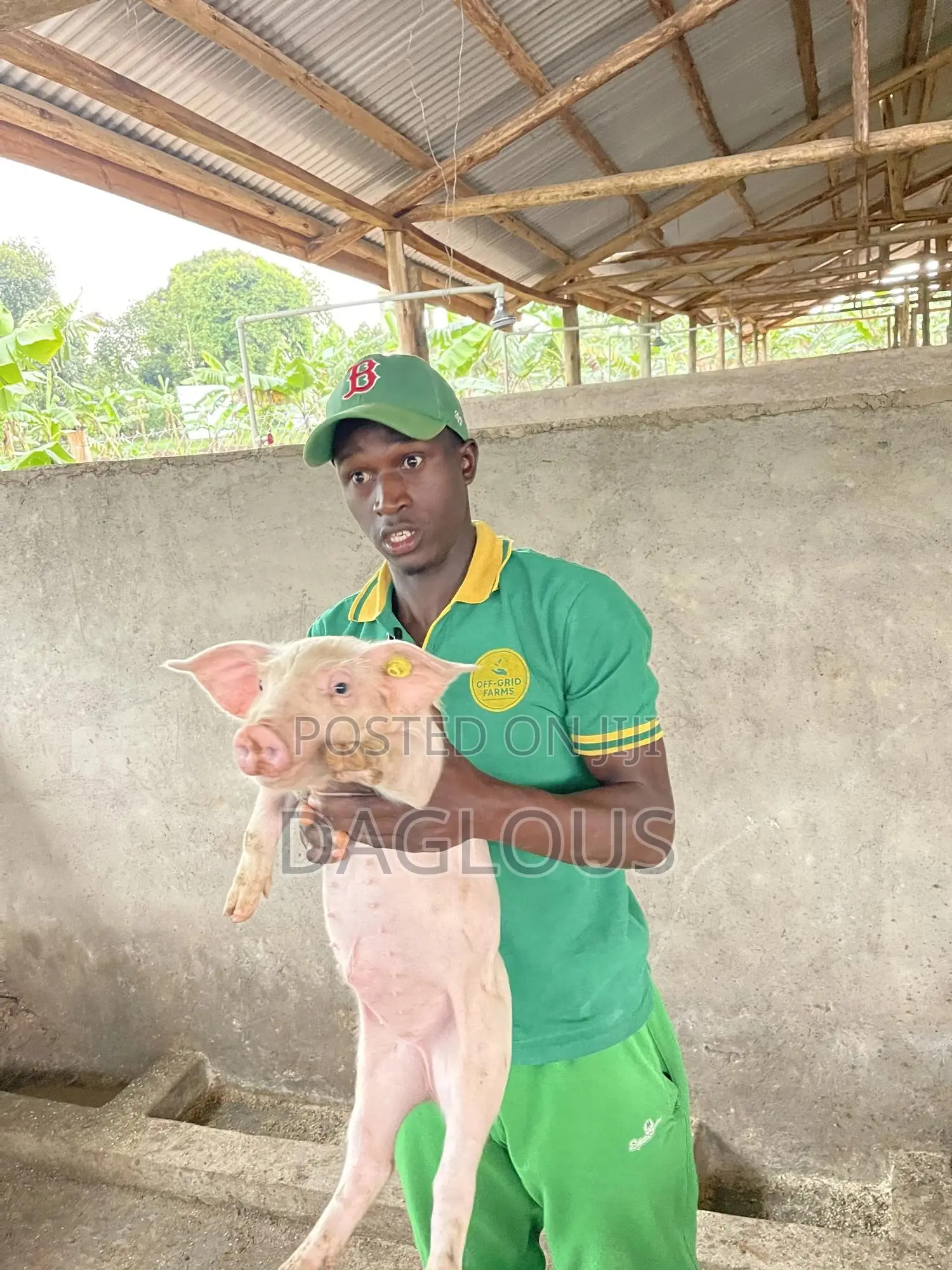 Hybrid Pigs in Kassanda - Farm Animals, Daglous Carlton | Jiji.ug