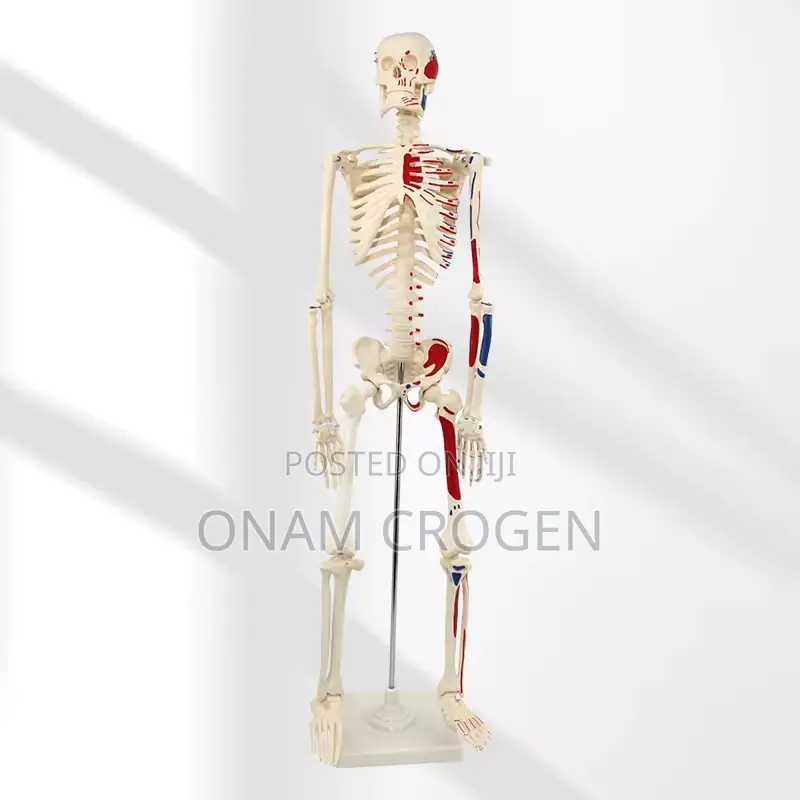 Human Skeleton Model (Removeable Bones) in Central Division - Medical ...
