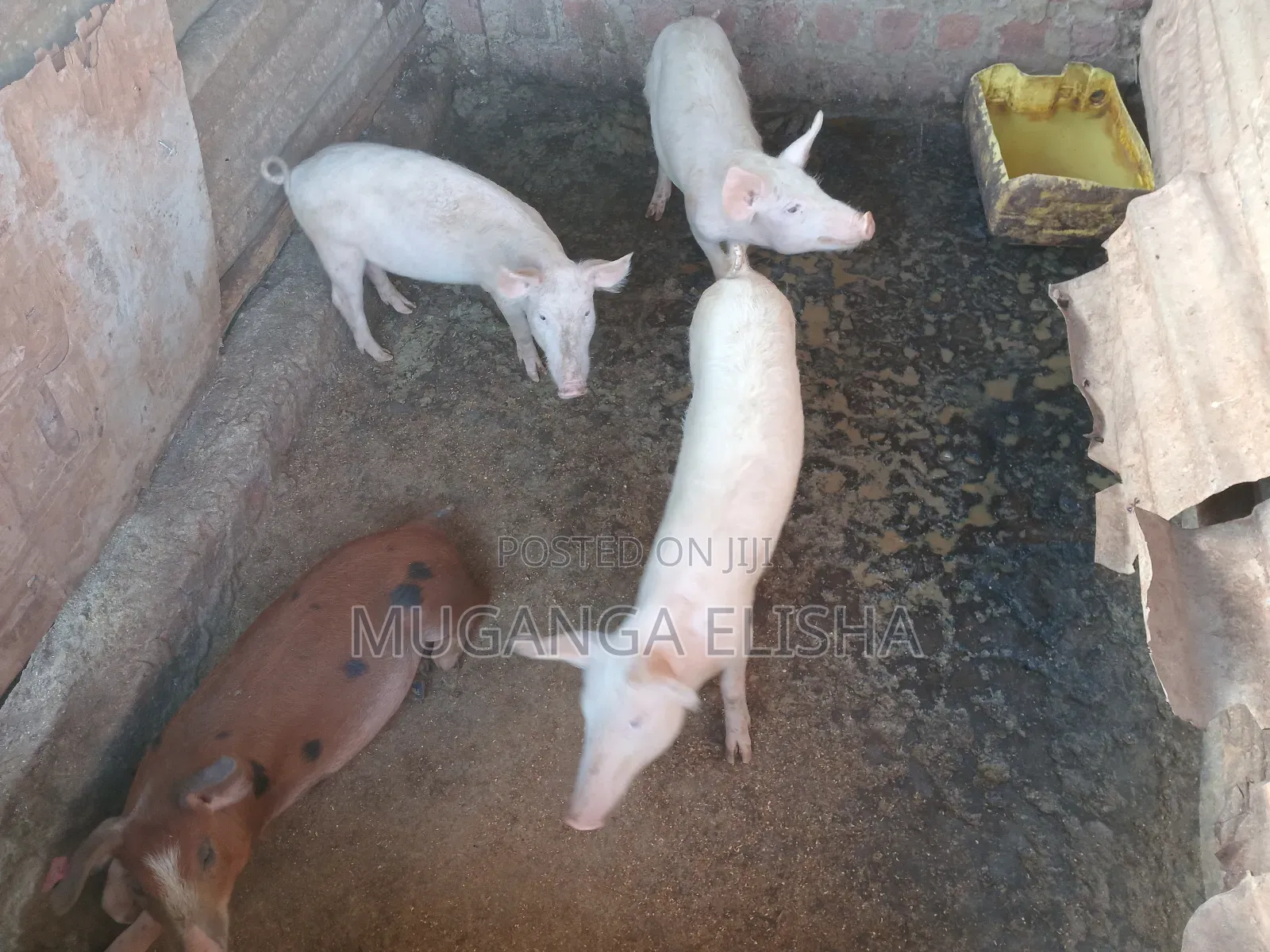 Comboroughs for Sale in Bamunanika - Farm Animals, Muganga Elisha | Jiji.ug