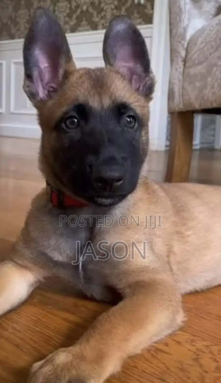 3-6 months Female Purebred Belgian Malinois in Kawempe - Dogs & Puppies ...