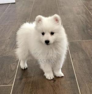 1-3 months Female Purebred Japanese Spitz in Makindye - Dogs & Puppies ...