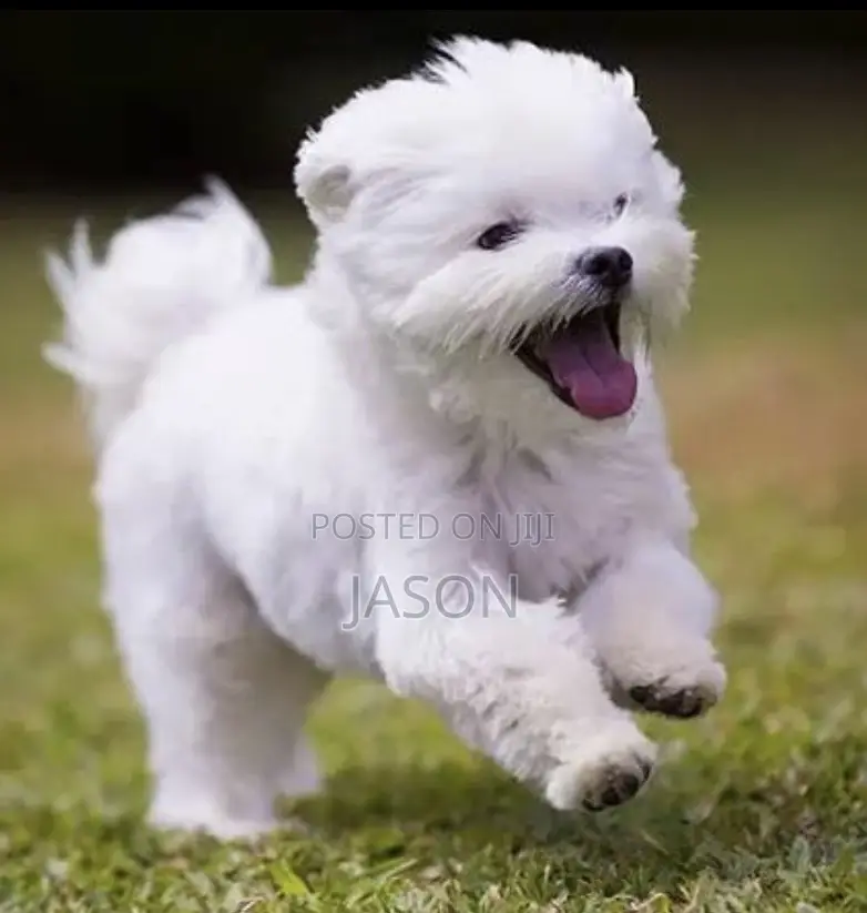 1-3 months Female Purebred Maltese in Rubaga - Dogs & Puppies, Jason. K ...