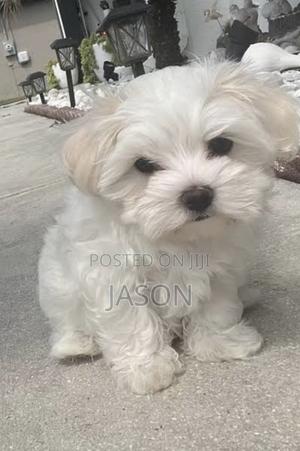 1-3 months Male Purebred Maltese in Rubaga - Dogs & Puppies, Jason. K ...