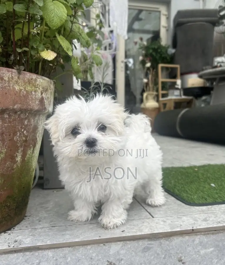 1-3 months Male Purebred Maltese in Rubaga - Dogs & Puppies, Jason. K ...