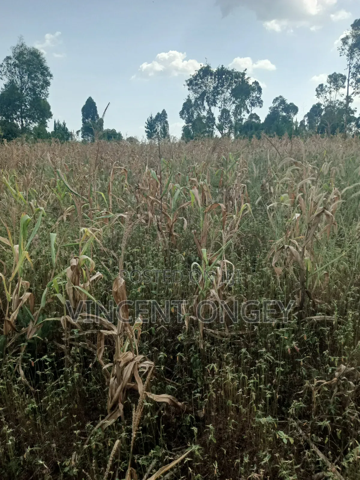 Prime Land for Sale in Masindi - Land & Plots for Sale, Vincent Ongey ...