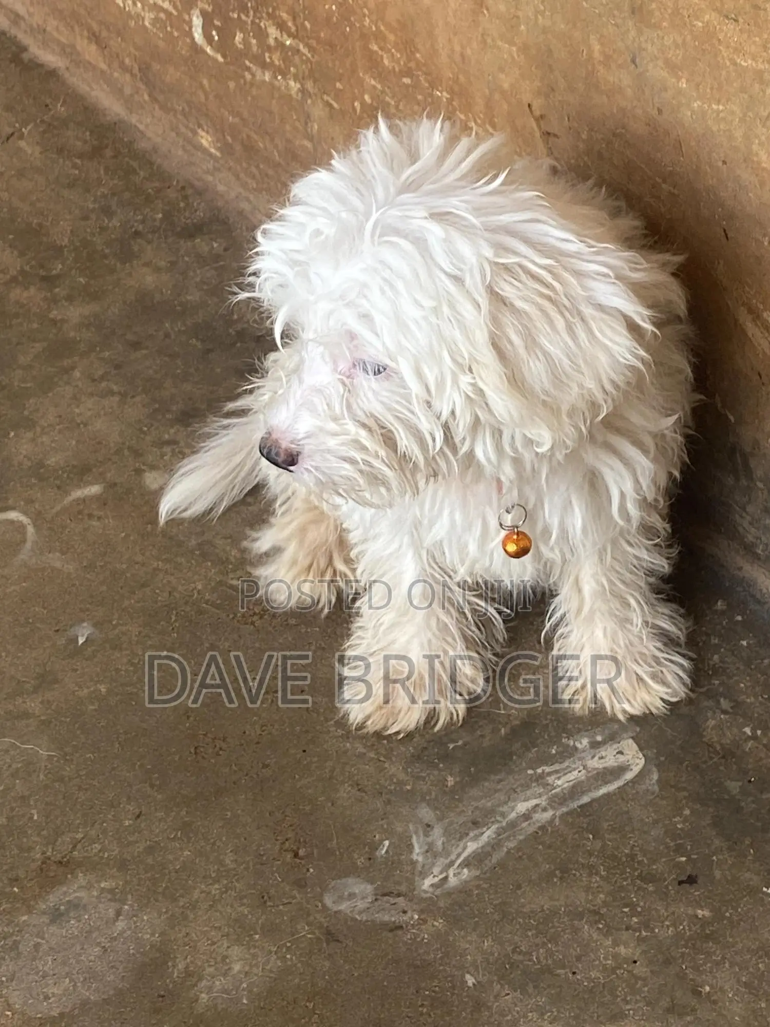 1-3 months Female Purebred Maltese in Bulenga - Dogs & Puppies, Dave ...