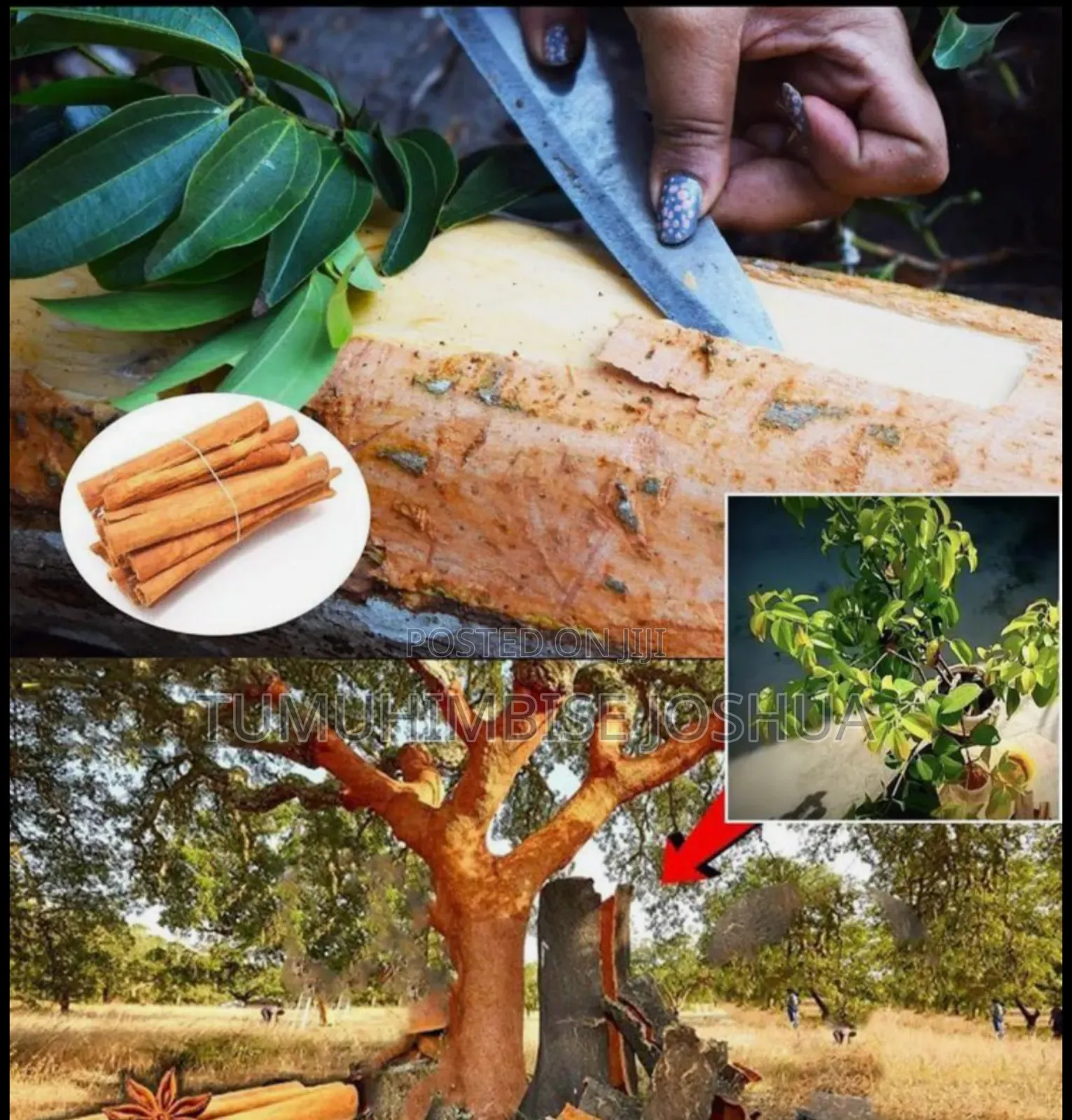 Cinnamon Tree Seedlings for sale - Price: USh 30,000 on Jiji.ug [Soroti]
