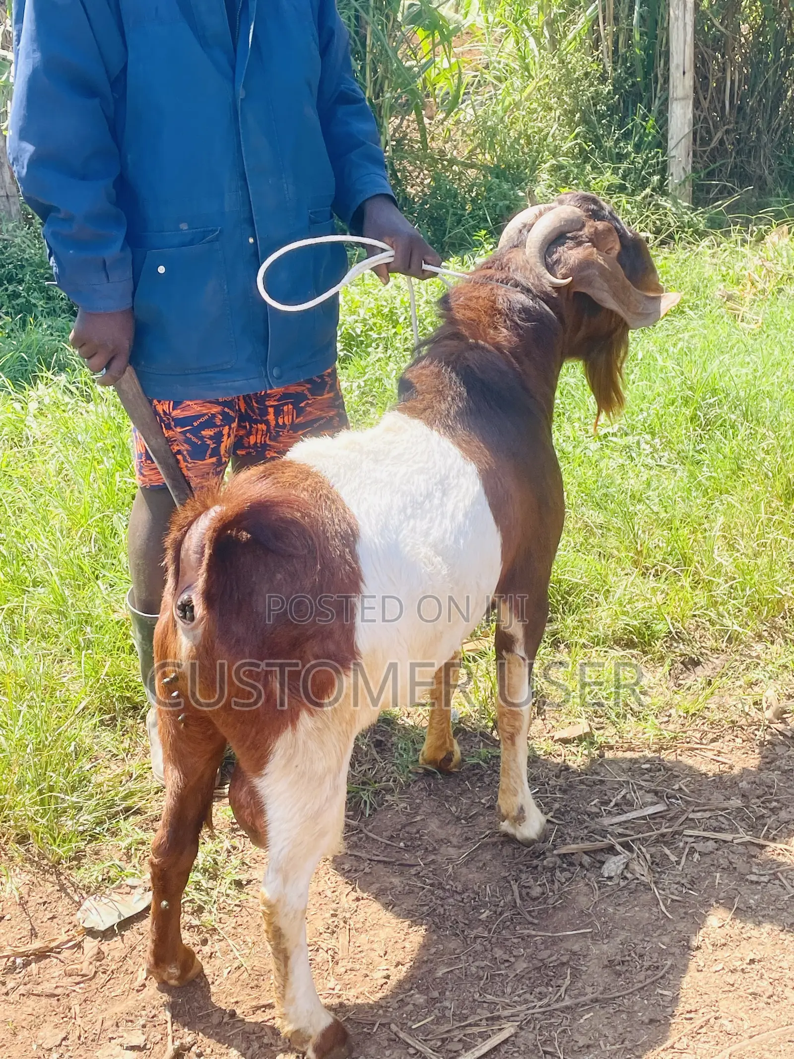 Breeding Bore He-Goat - Price: USh 1,200,000 on Jiji.ug [Kyampisi]
