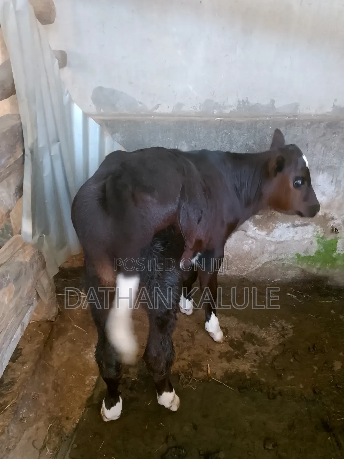 3 Fresian Bulls for Sale - Price: USh 1,500,000 on Jiji.ug [Masulita]