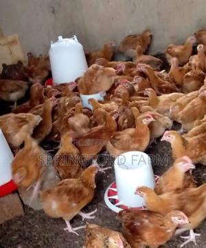 1 Month Old Sasso Chicka - Springford farm Price: USh 10,000 on Jiji.ug ...