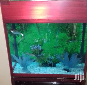 Aquarium In All Sizes for sale - Ssali Ismail Price: USh 350,000 on ...