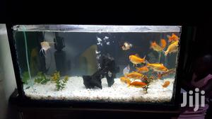 Aquarium in Kampala - Fish, Aqua Uganda | Jiji.ug
