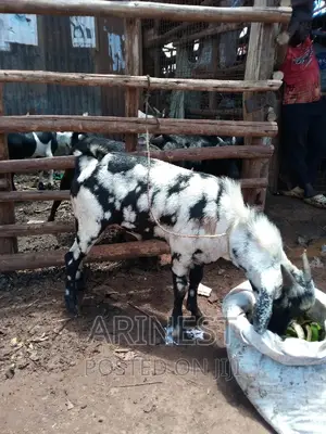 Goats in Uganda for sale Prices on Jiji.ug