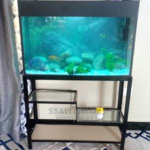 Aquarium in Kampala - Fish, Aqua Uganda | Jiji.ug