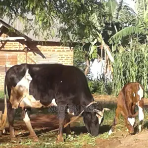 Cows in Uganda for sale Prices on Jiji.ug