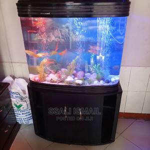 Oval Aquarium in Agood Shape and Design in Kampala - Fish, Aqua Uganda ...