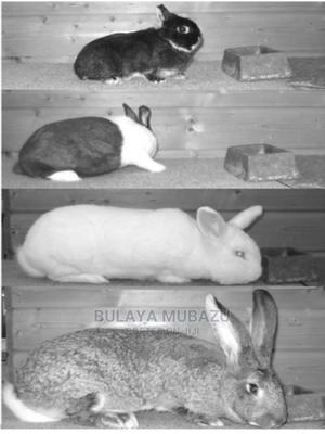 Rabbit Keeping Guide Book in Central Division - Farm Animals, Bulaya ...