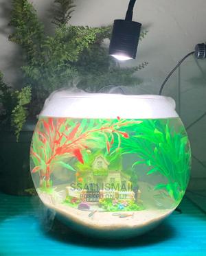 Attractive Fish Bowl for sale - Ssali Ismail Price: USh 200,000 on Jiji ...